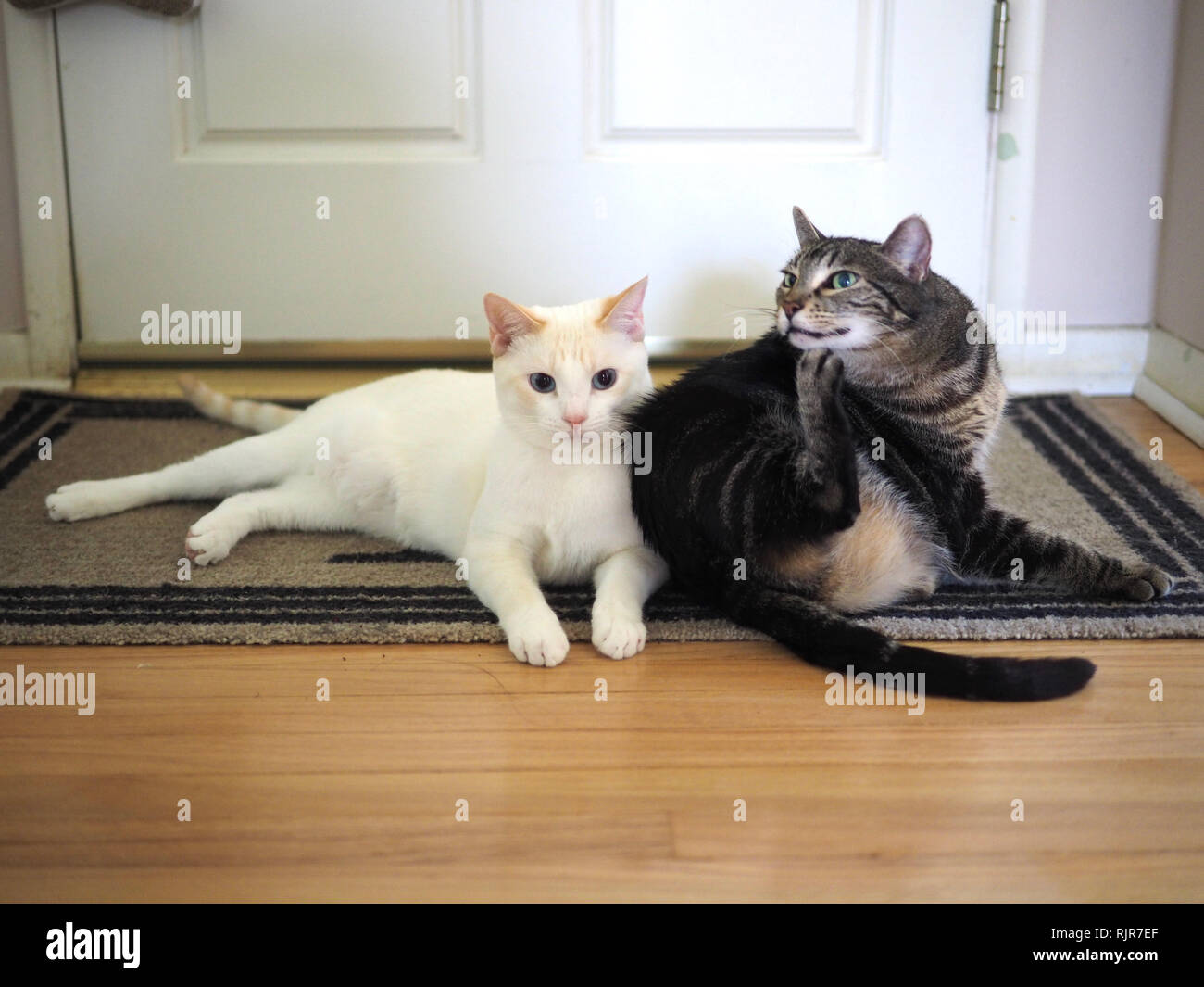 Mitzie the flame point Siamese and Mintie the tabby chilling at the ...