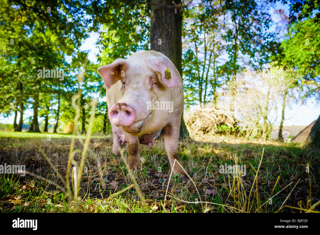 Ham house meadow hi-res stock photography and images - Alamy
