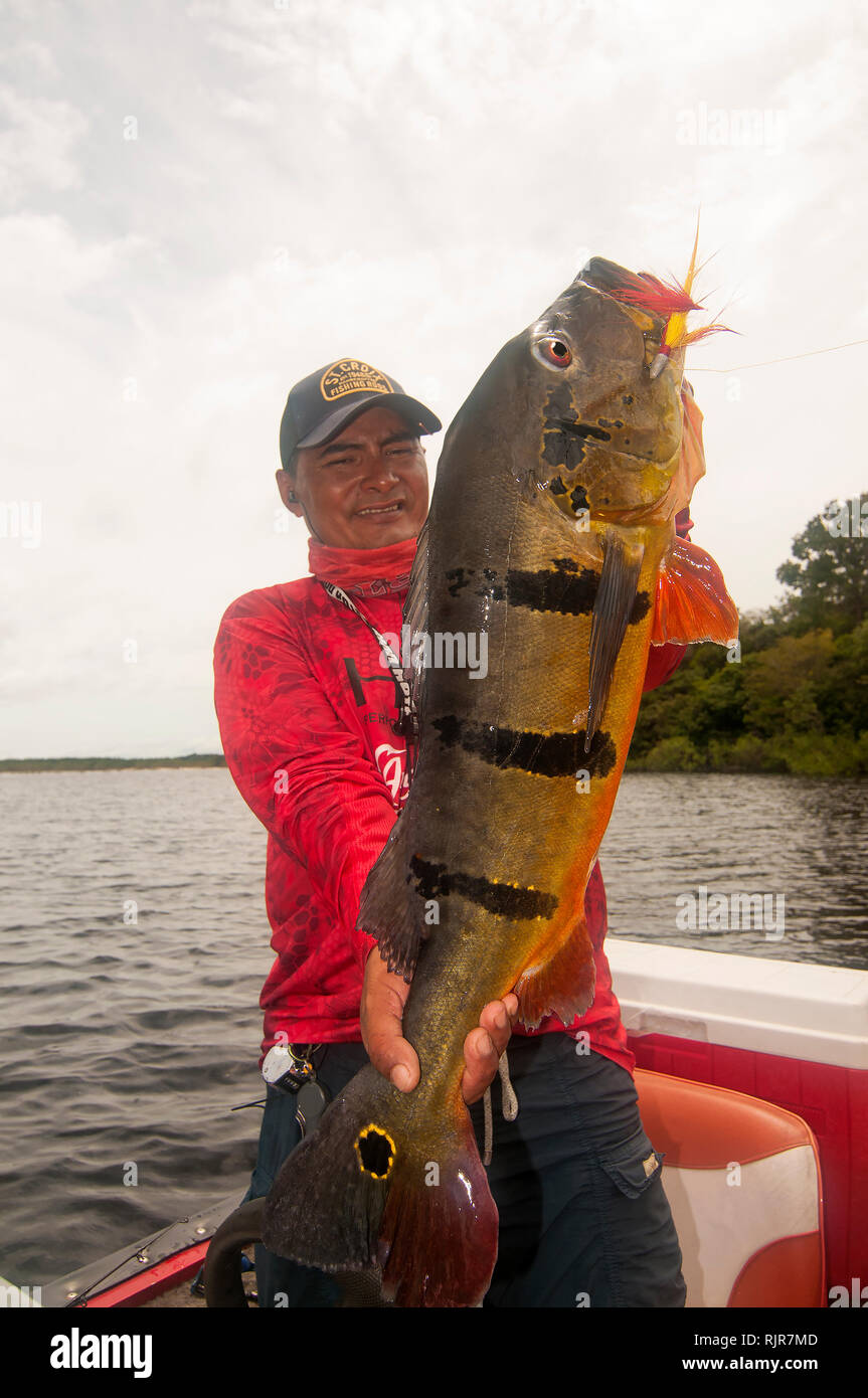 An Amazon River guide releases a giant peacock bass back into the black ...