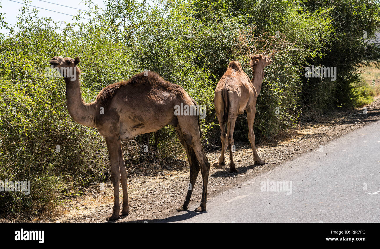 Camels on the road to Gheralta in Tigray, Northern Ethiopia Stock Photo ...