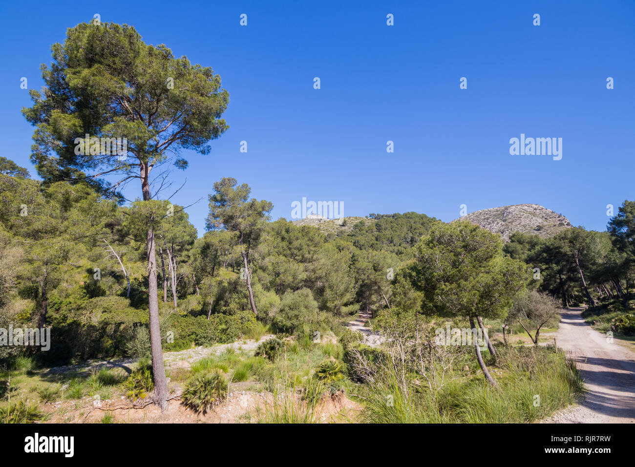 Pine trees on the walk to Playa de Coll Baix, Alcudia, Majorca, Spain ...