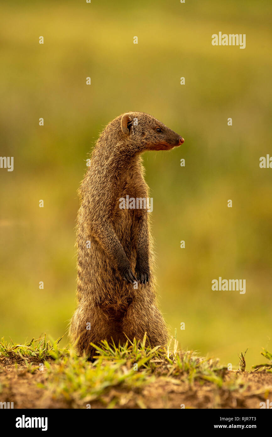 Slender mongoose (Galerella sanguinea) standing and looking around ...