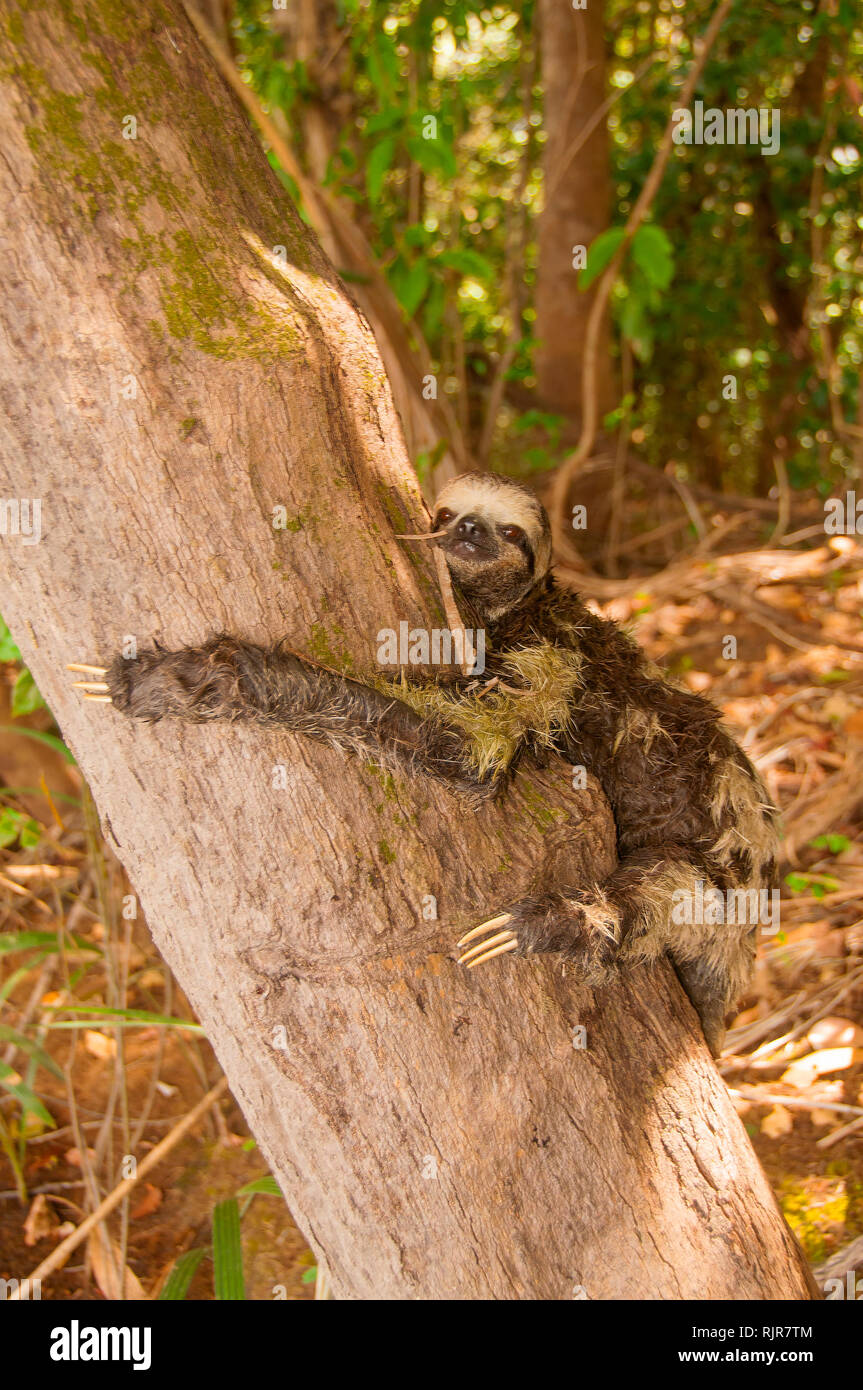 A baby 3-toed sloth is a common sighting along some stretches of the ...