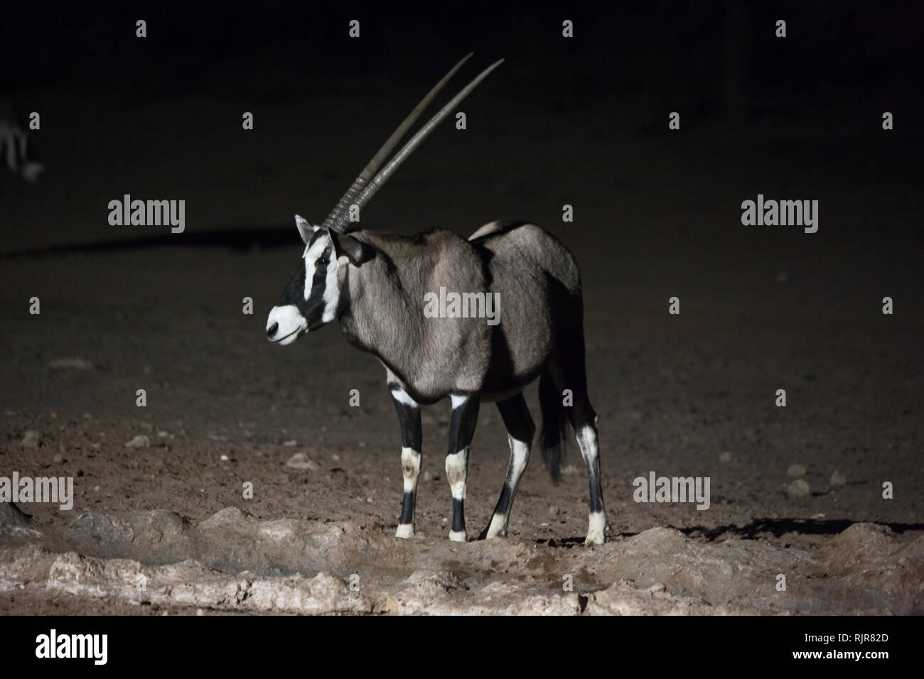 Oryx markings hi-res stock photography and images - Alamy