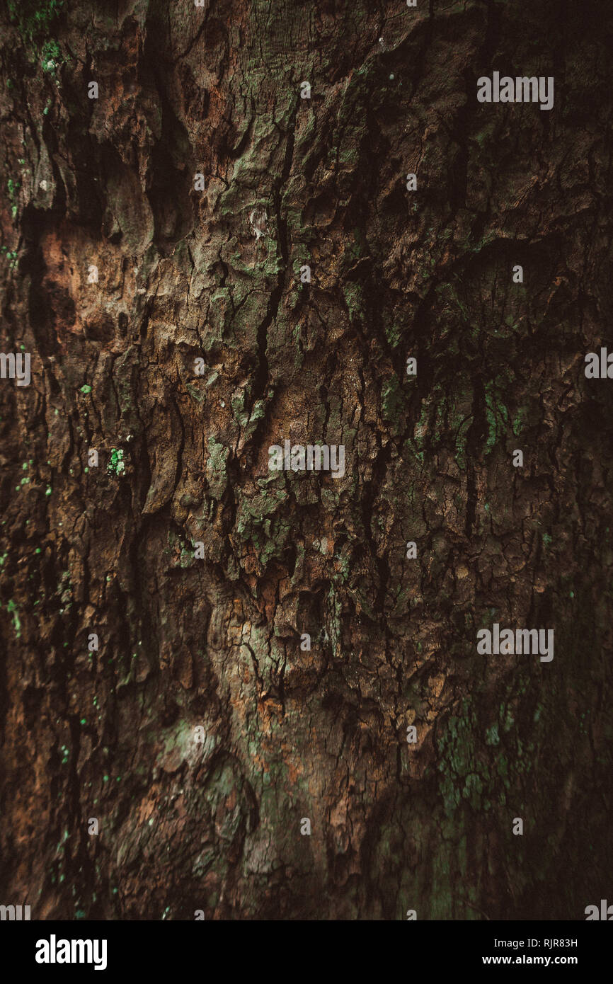 texture of the bark Stock Photo - Alamy