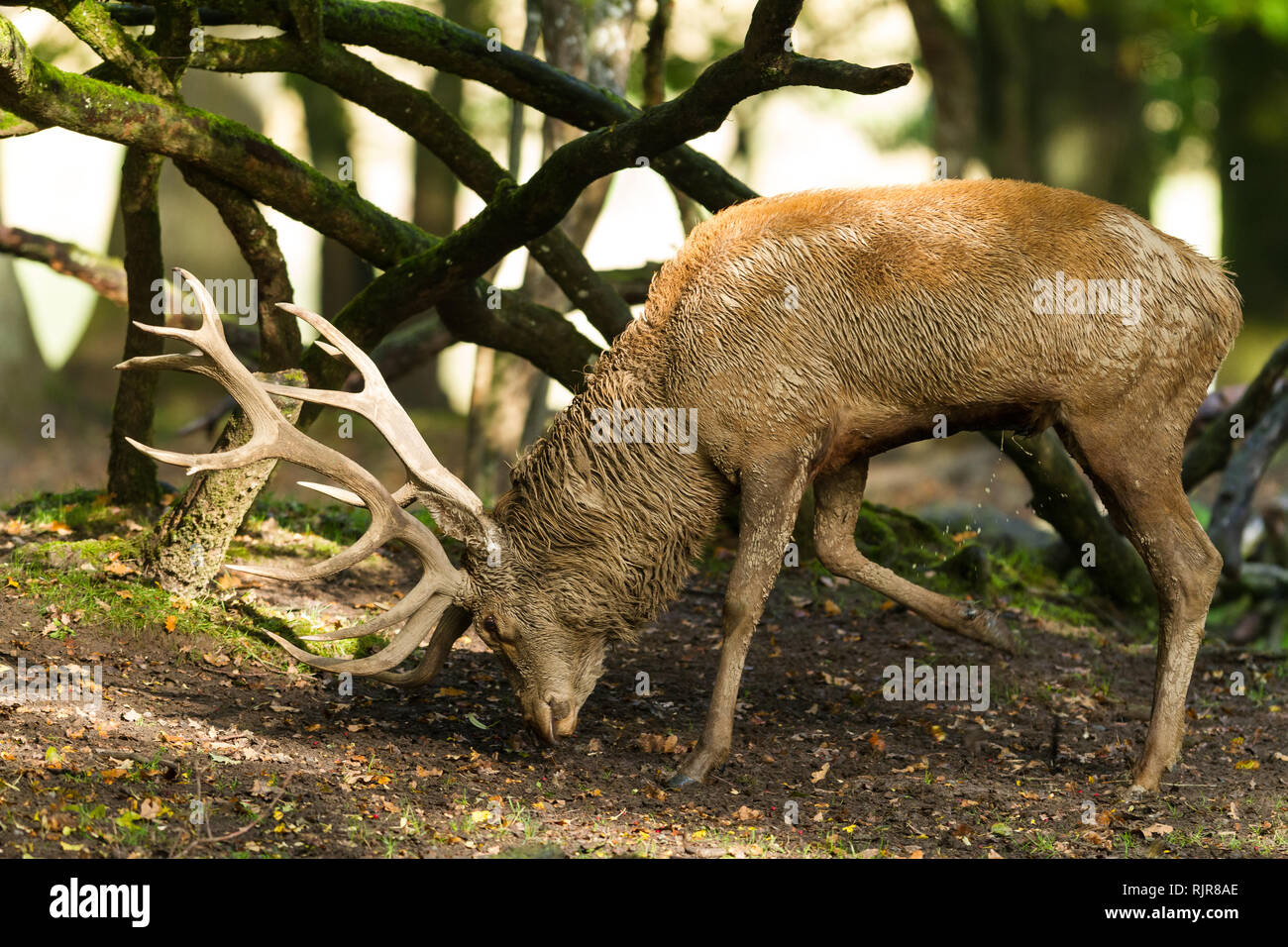 Deer in the forest Stock Photo - Alamy