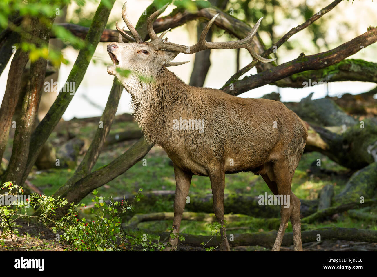 Deer in the forest Stock Photo - Alamy