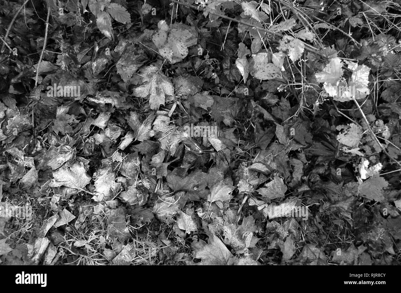 End leaf Black and White Stock Photos & Images - Alamy