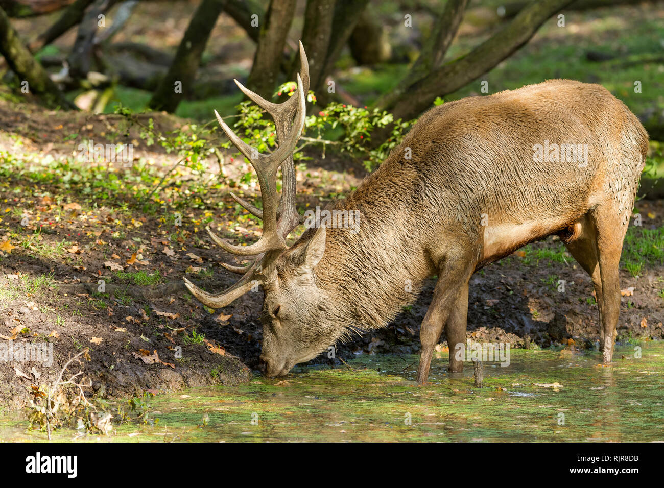 Deer in the forest Stock Photo - Alamy