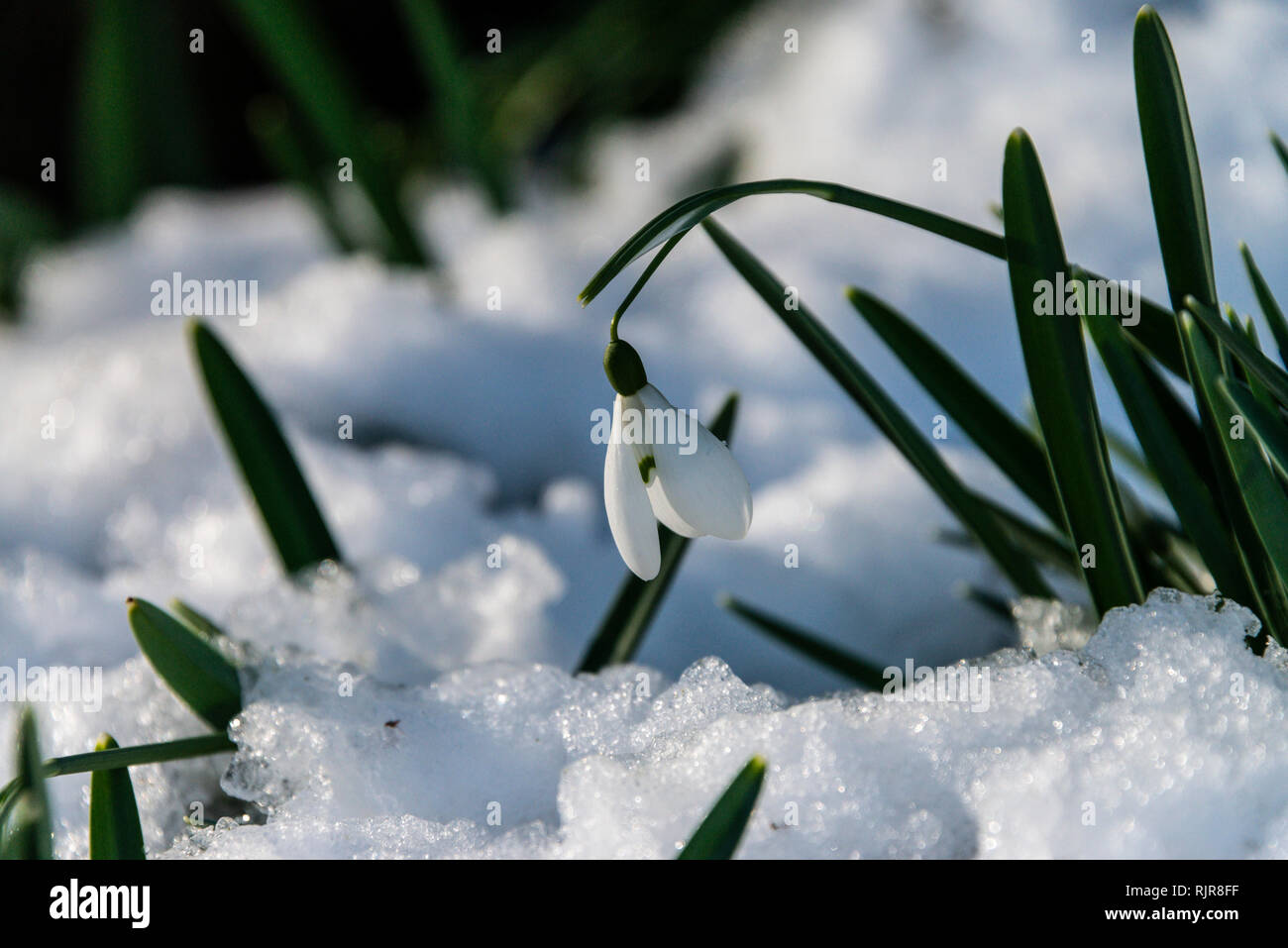 Snowdrops (Galanthus) in the snow Stock Photo - Alamy