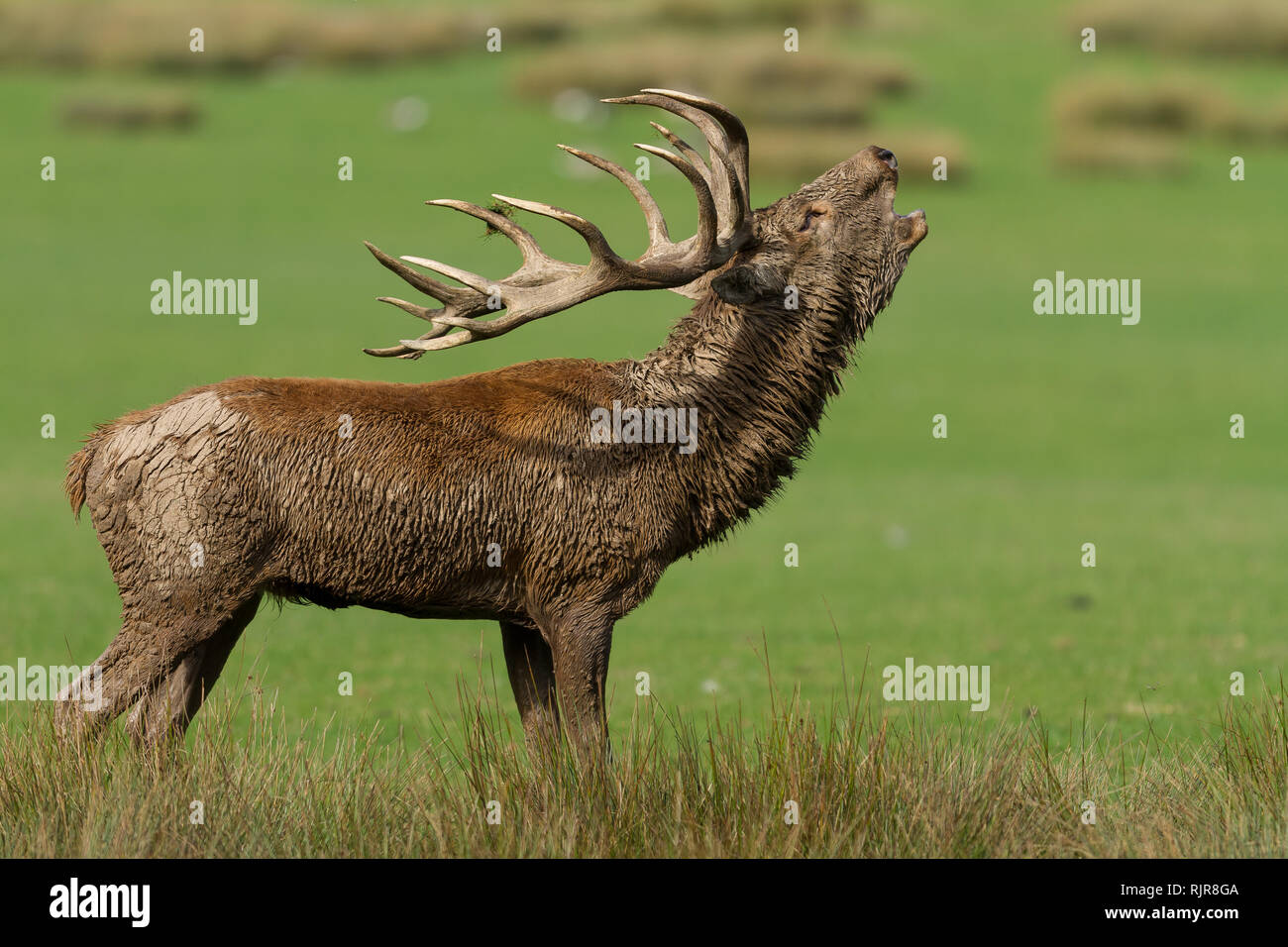 Deer in the forest Stock Photo - Alamy