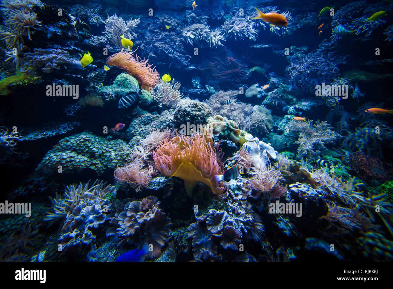 underwater coral reef landscape with colorful fish Stock Photo - Alamy
