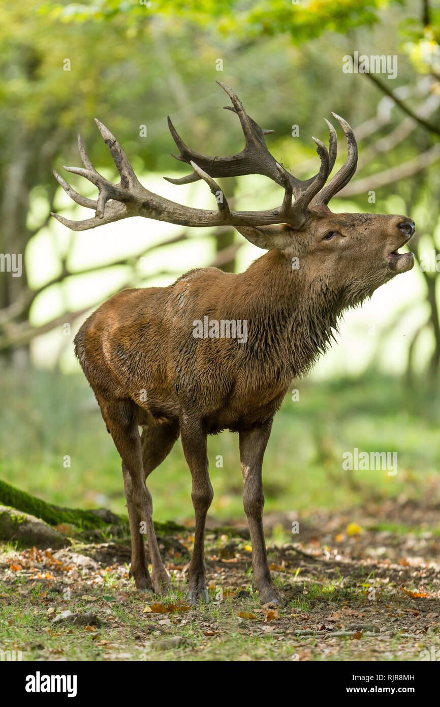 Deer in the forest Stock Photo - Alamy
