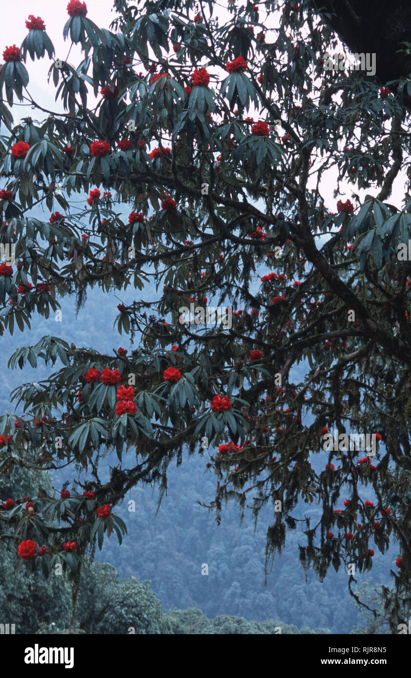 Caption: Kanchendzonga, Sikkim, India - Mar 2003. A rhododendron tree ...