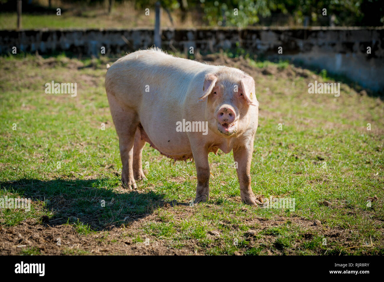 Pigs on the farm. piglets Stock Photo - Alamy