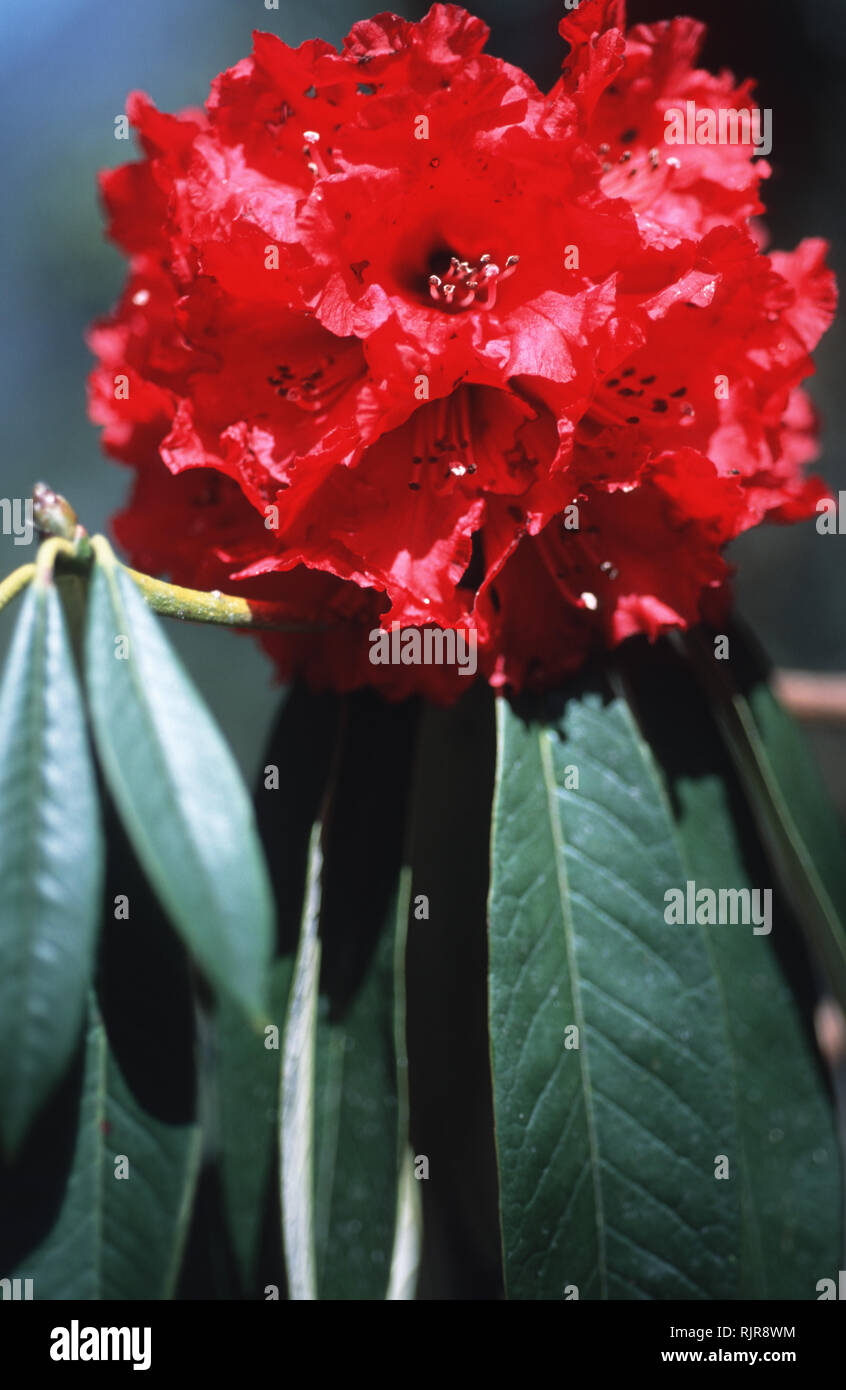 Caption: Kanchendzonga, Sikkim, India - Mar 2003. A rhododendron flower ...