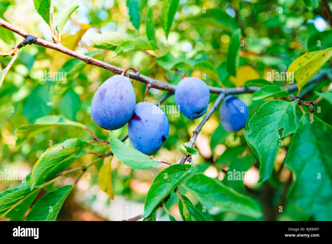 plum tree branch in the fruit garden Stock Photo - Alamy