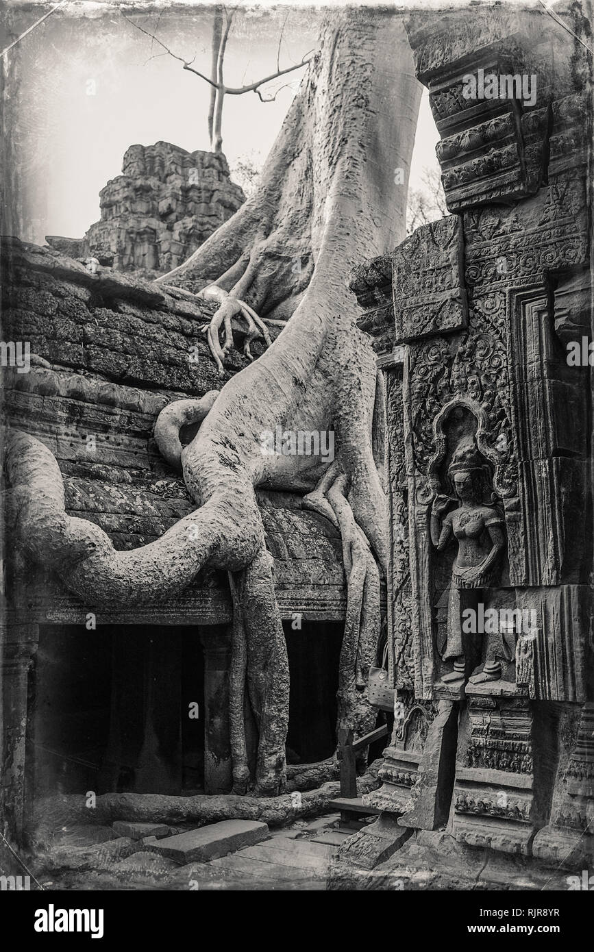 Black and White photo of Ta Prohm Temple Stock Photo - Alamy