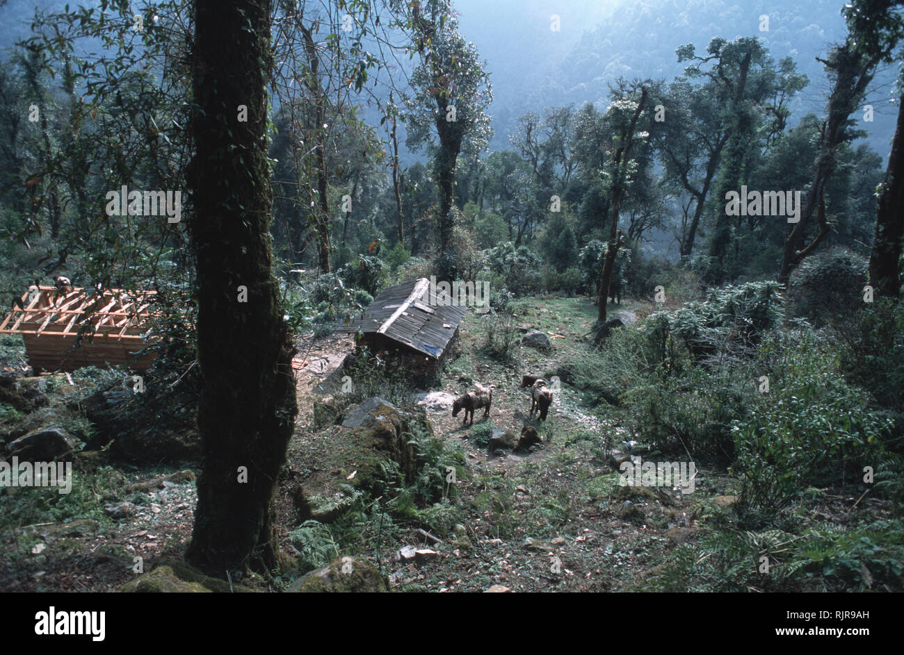 Caption: Kanchendzonga, Sikkim, India - Mar 2003. Building a new ...