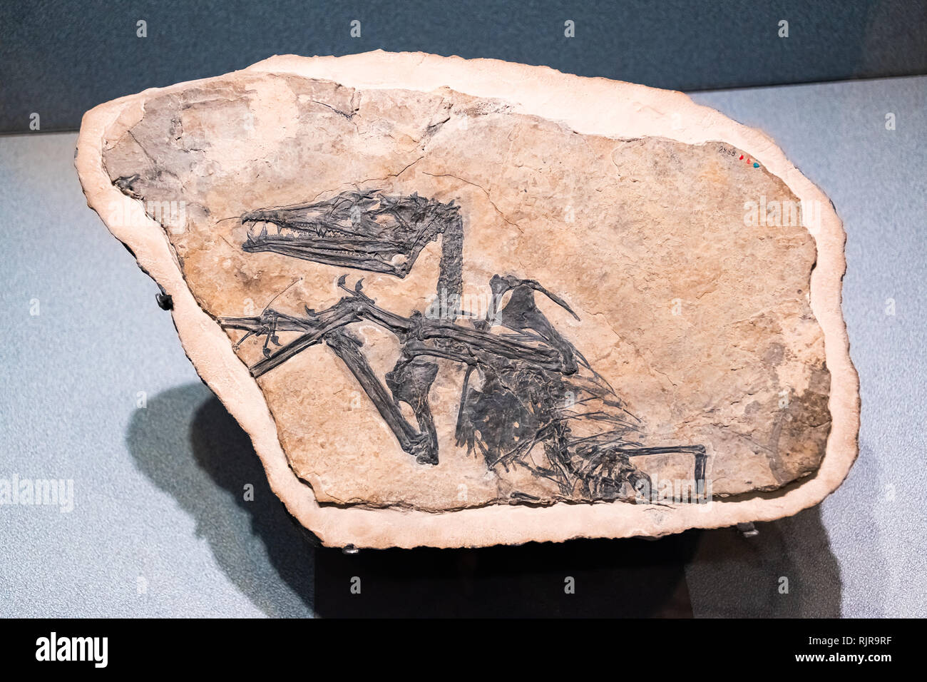Prehistoric Dinosaur fossil enclosed in stone rock Stock Photo - Alamy