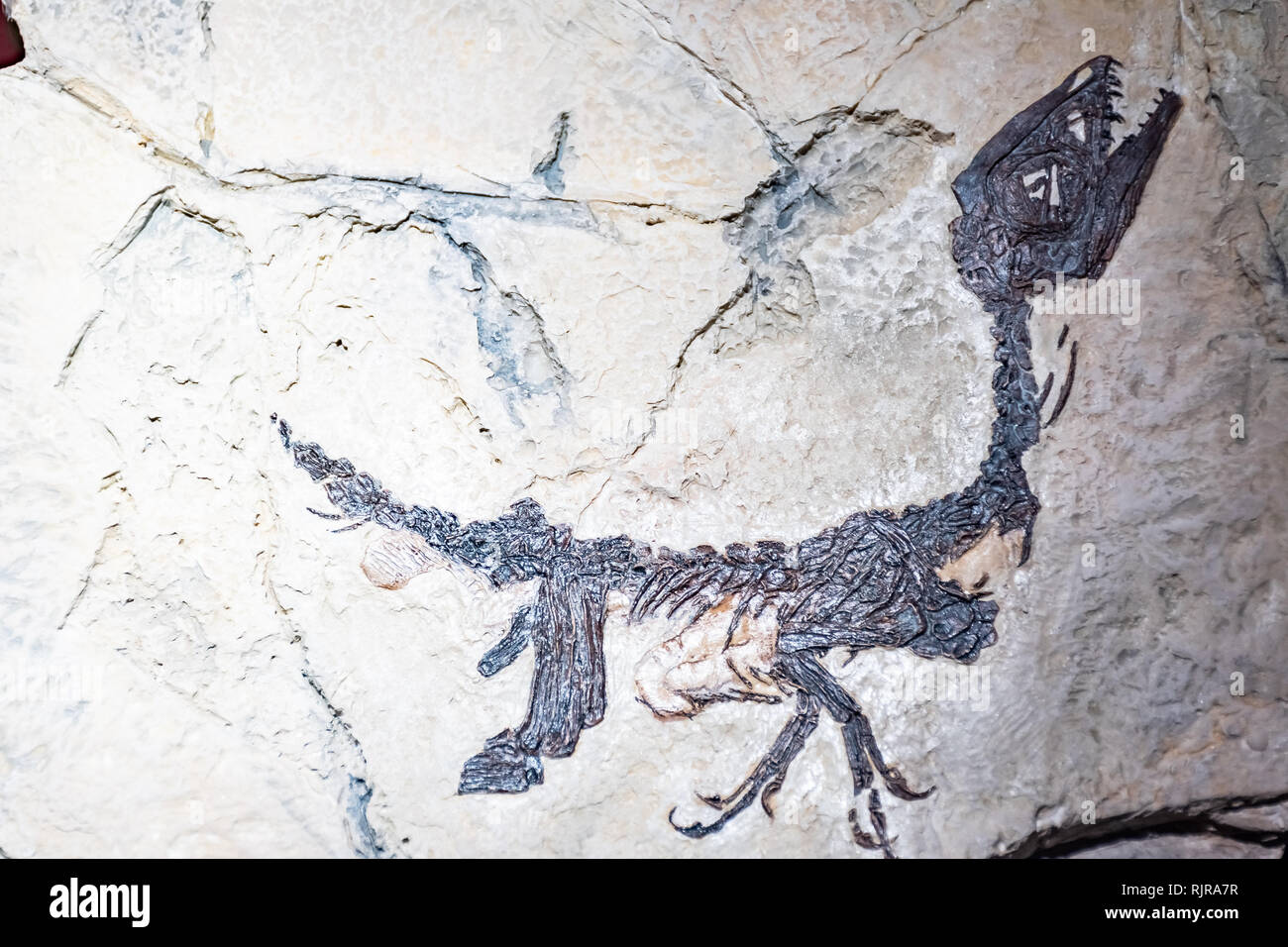 Prehistoric Dinosaur fossil enclosed in stone rock Stock Photo - Alamy