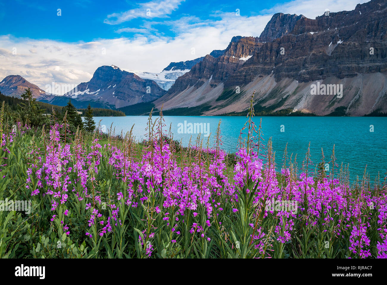 Canadian Wild Flowers High Resolution Stock Photography and Images - Alamy