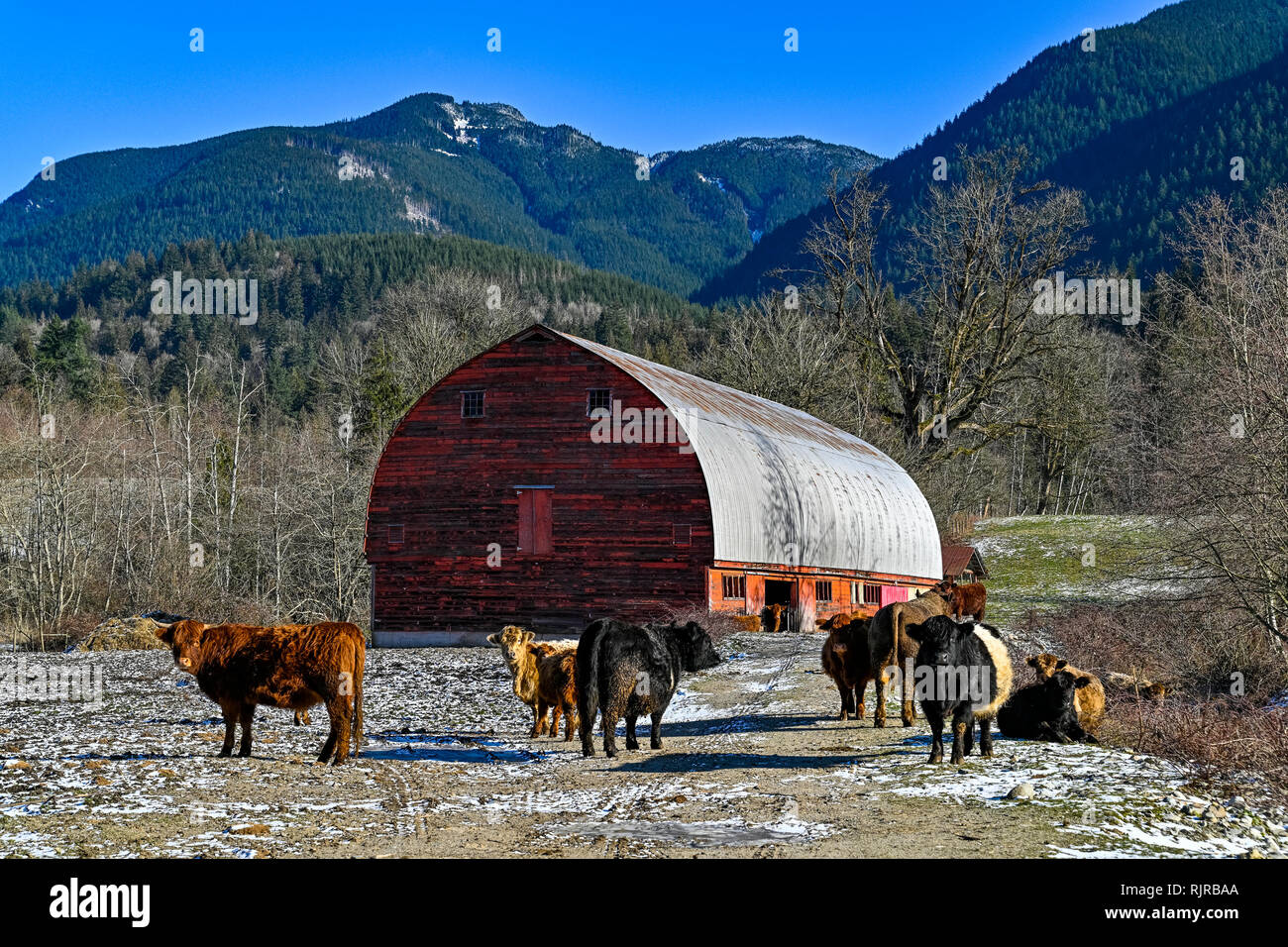 Cattle and barn, Fraser Valley, British Columbia, Canada Stock Photo ...