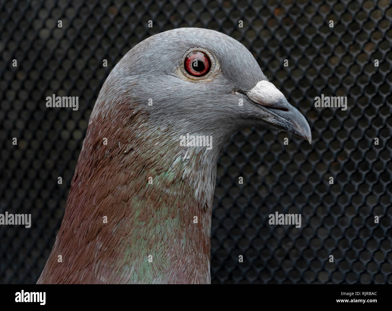 Racing Pigeon Head