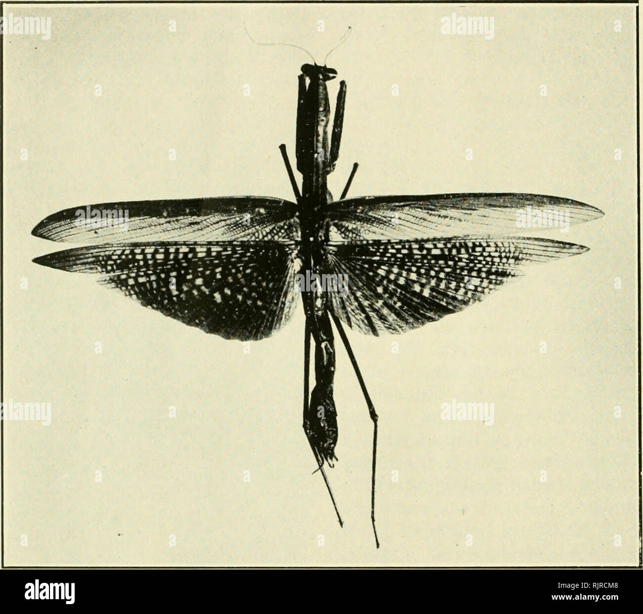 Australian praying mantis hi-res stock photography and images - Alamy