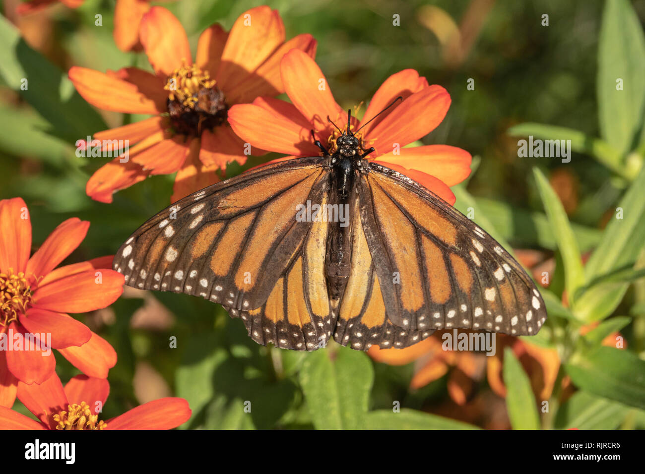 monarch butterfly or simply monarch, Danaus plexippus is milkweed ...