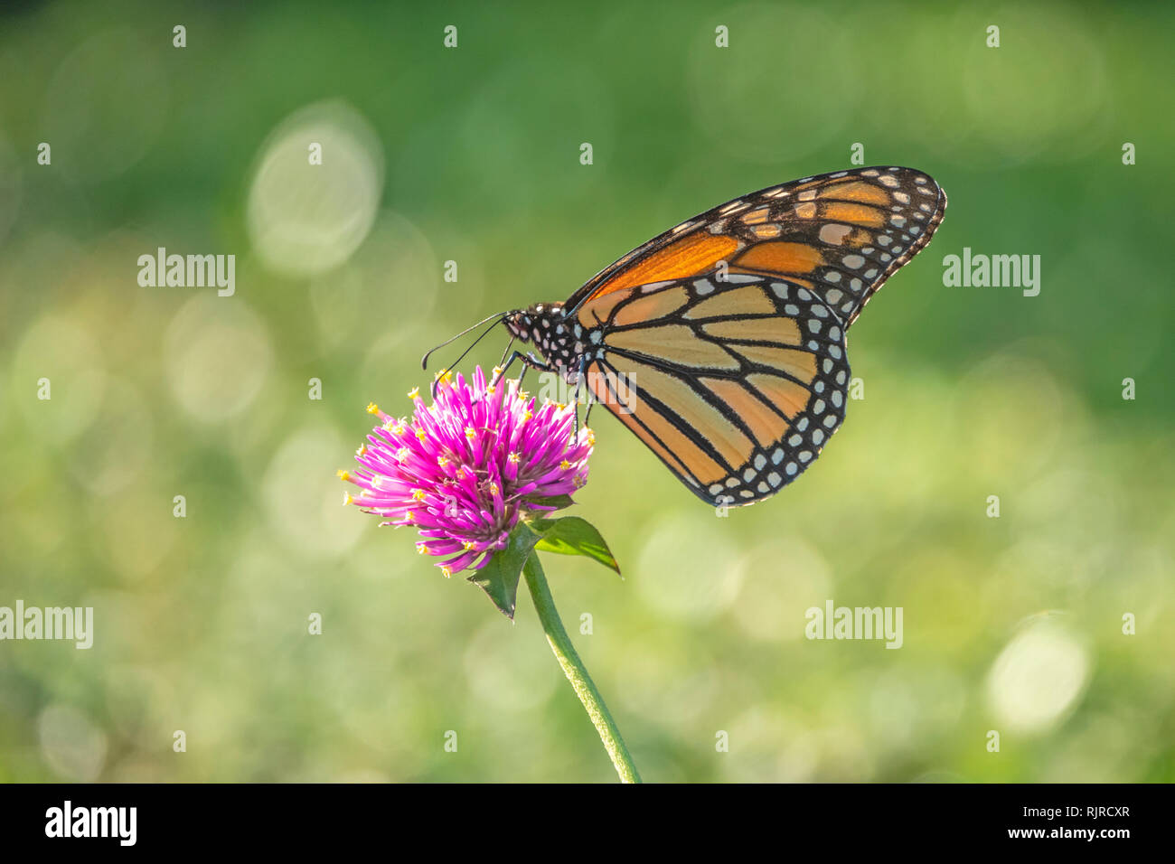 monarch butterfly or simply monarch, Danaus plexippus is milkweed ...