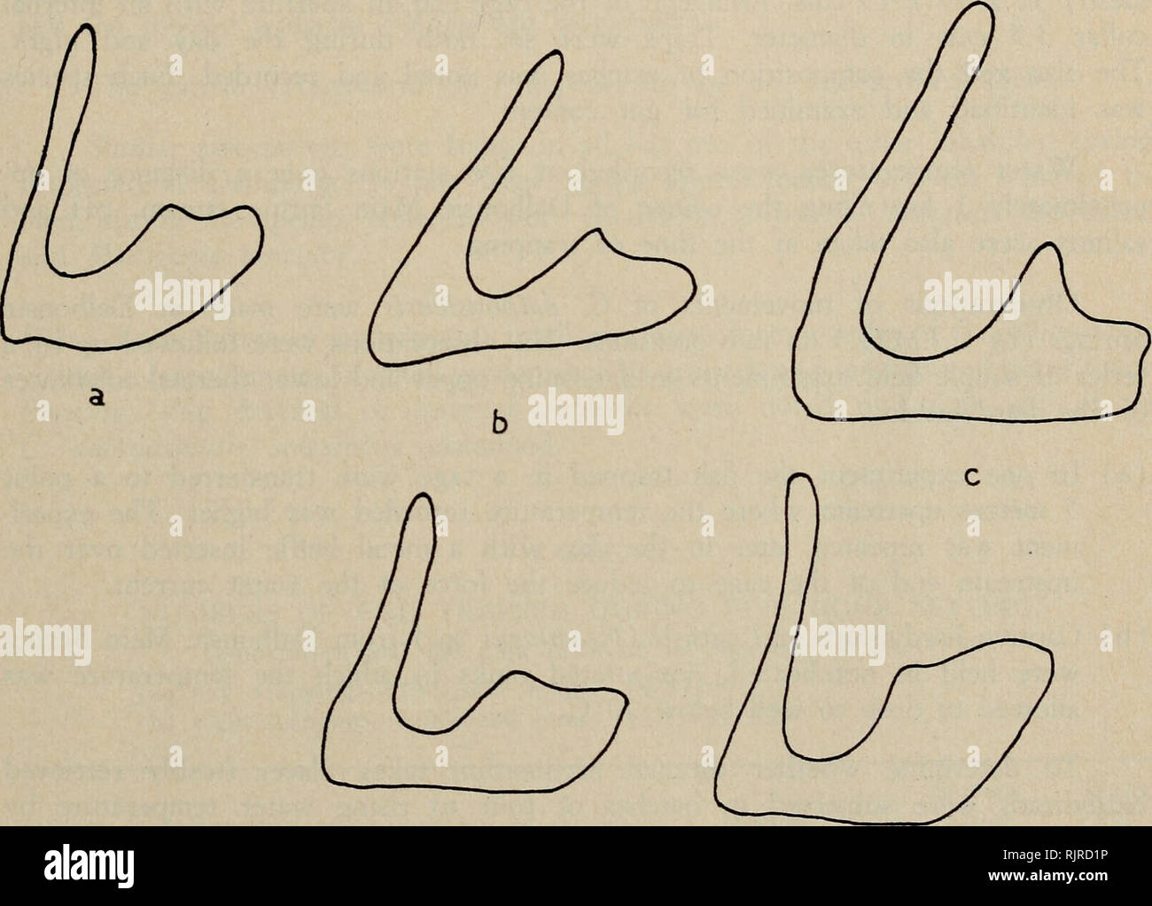 . The Australian zoologist. Zoology; Zoology; Zoology. A NEW FRESHWATER ...