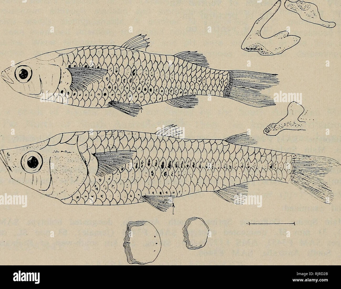 Cycloid scale hi-res stock photography and images - Alamy
