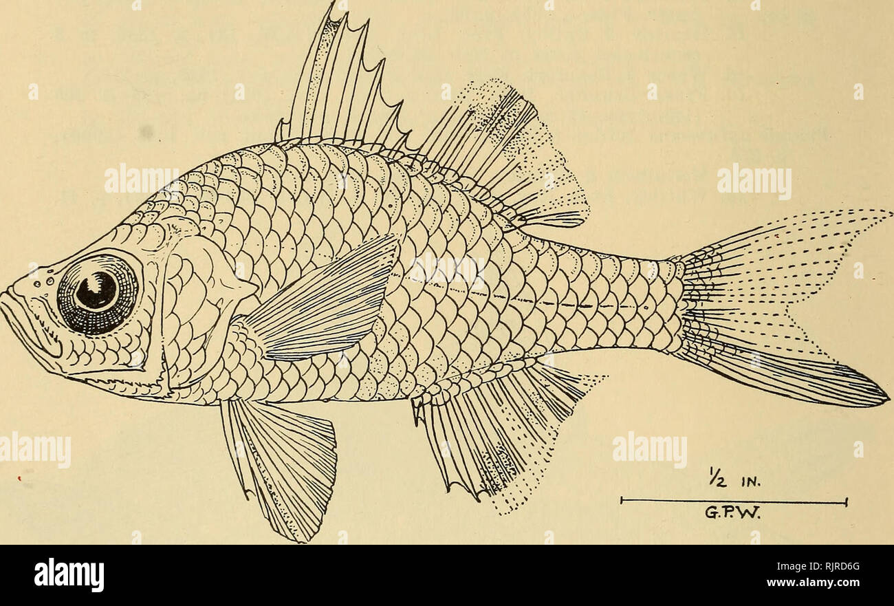 Perchlet High Resolution Stock Photography and Images - Alamy