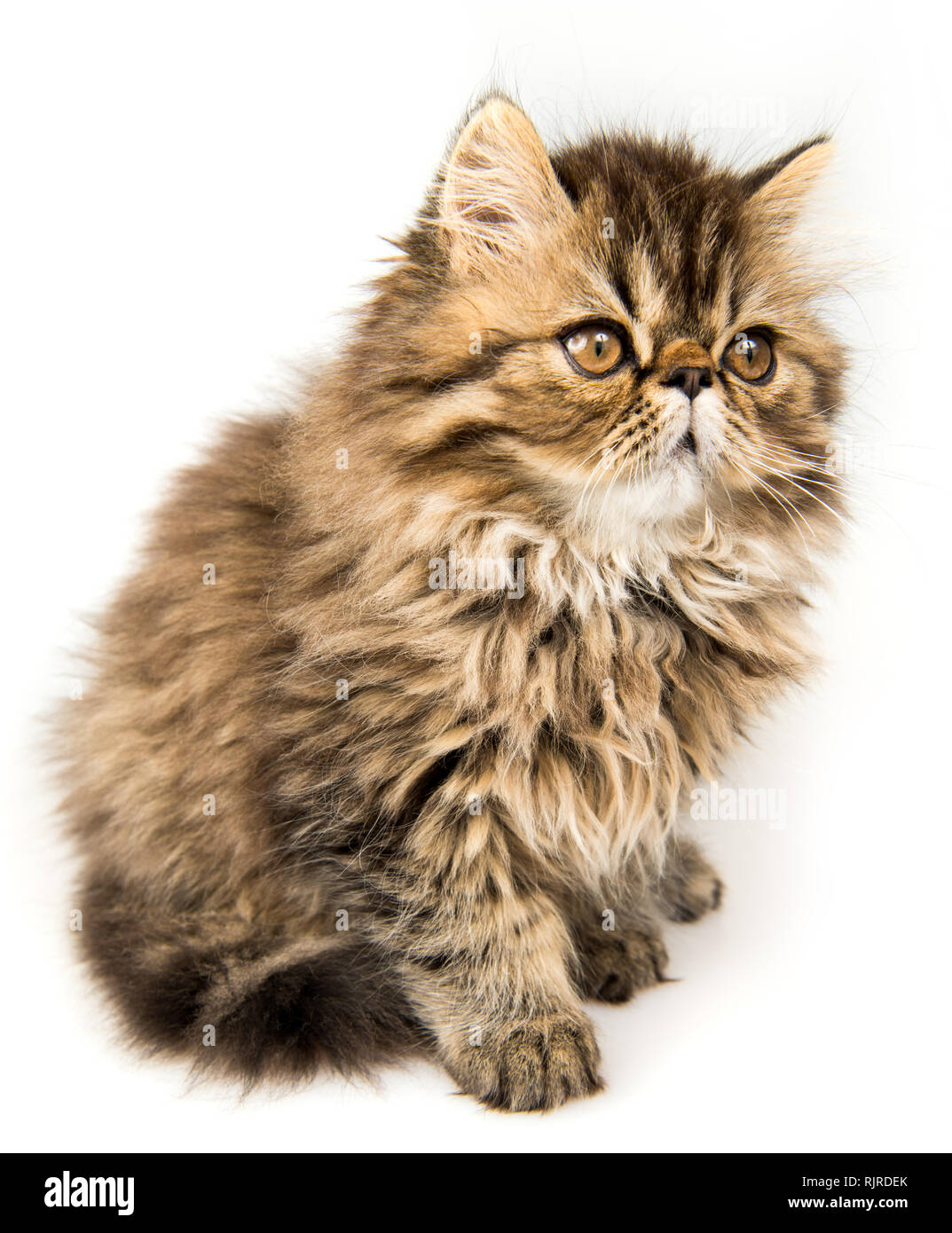Beautiful Persian kitten cat marble color coat Stock Photo - Alamy