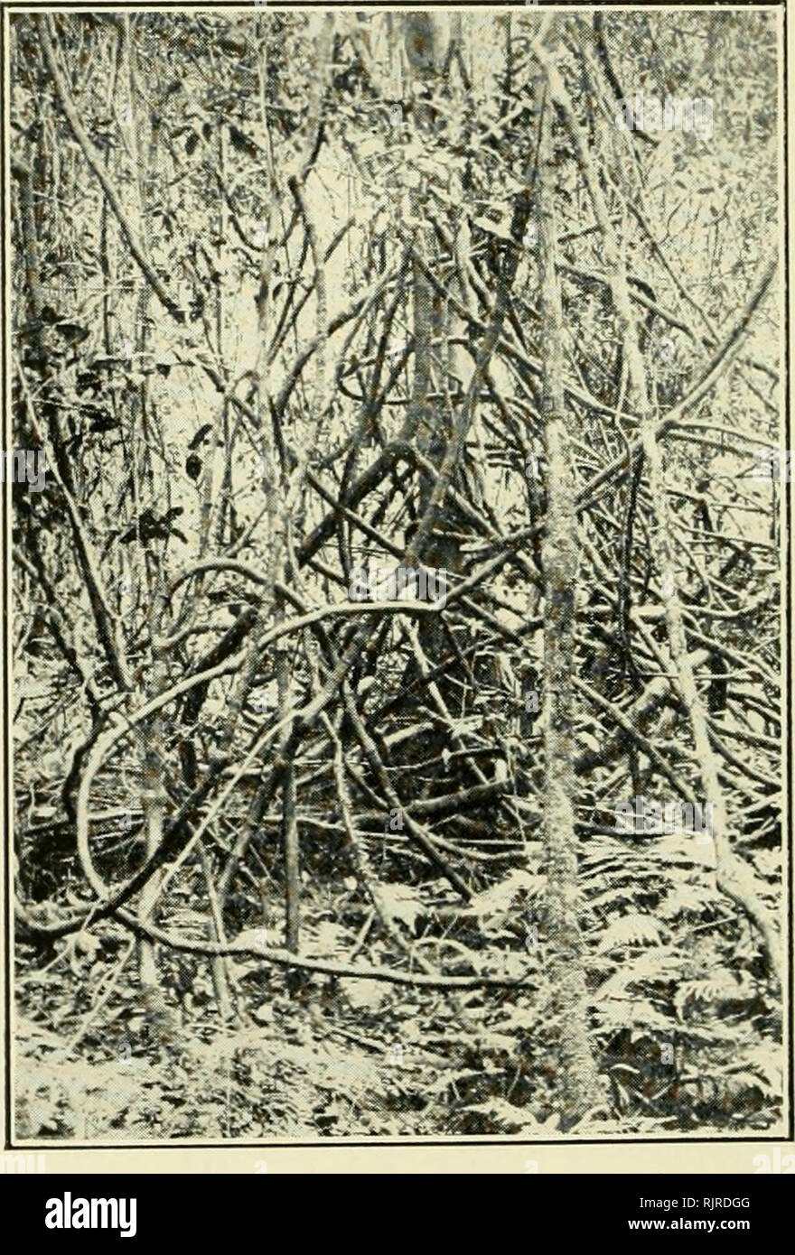 . The Australian Museum magazine. Natural history. 194 THE AUSTRALIAN ...