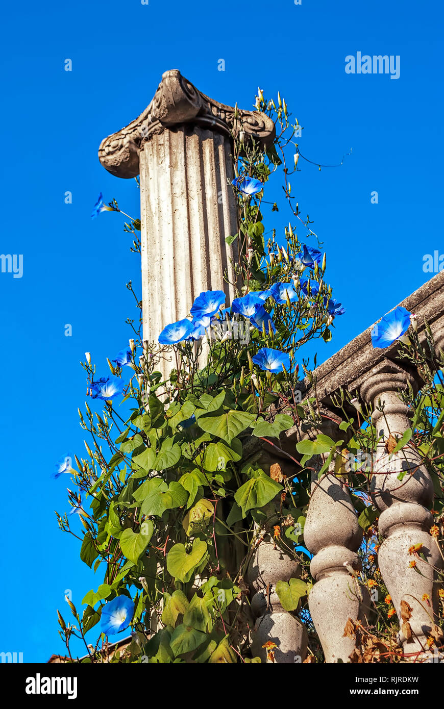 decorative antique column Stock Photo - Alamy