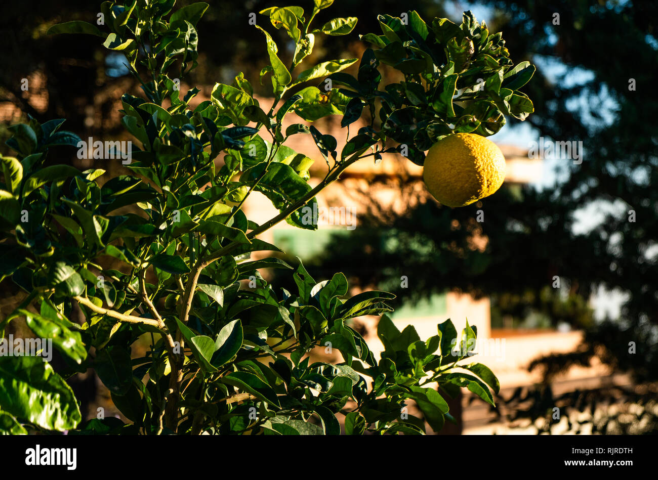Orange fruit orchard sunset hi-res stock photography and images - Alamy