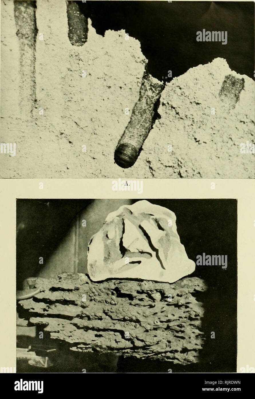 . The Australian zoologist. Zoology; Zoology; Zoology. The Australian ...