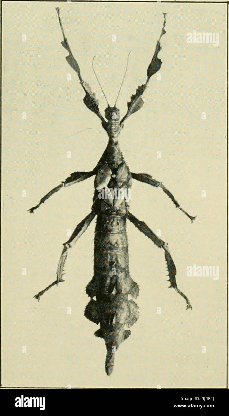 Six legs are spiny hi-res stock photography and images - Alamy