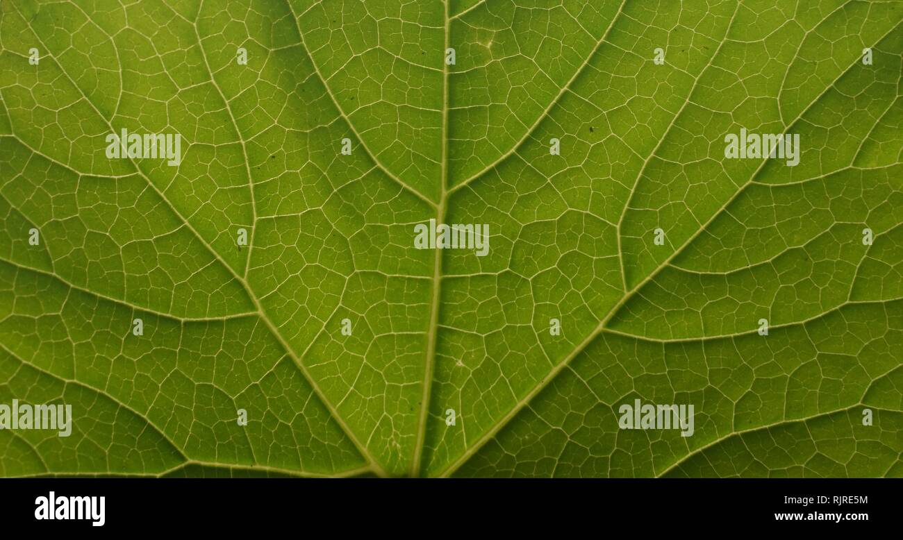 green abstract photo in sunlight Stock Photo - Alamy