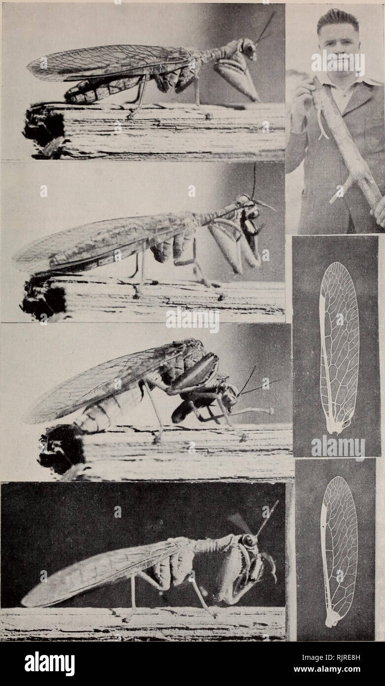 Mantispid hi-res stock photography and images - Alamy
