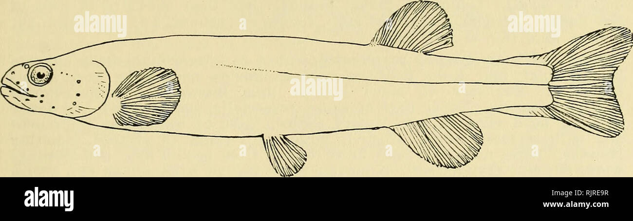 . The Australian zoologist. Zoology; Zoology; Zoology. WHITLEY 155 of ...