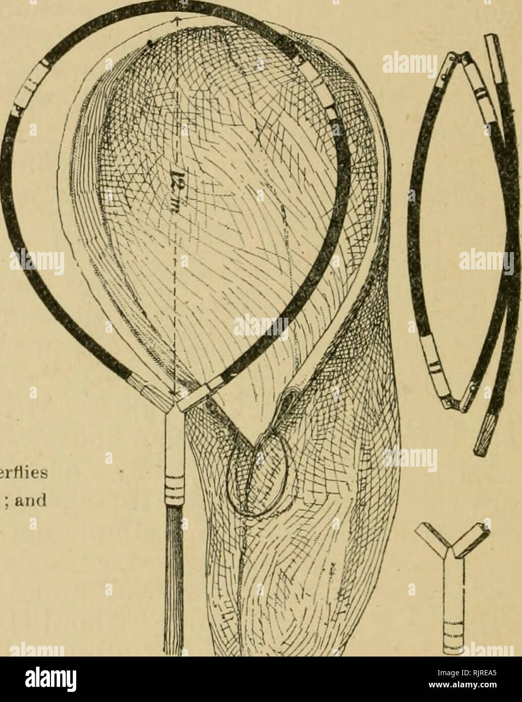 . Australian insects. Insects. 89(J COLLECTING AND PRESERVING. For ...