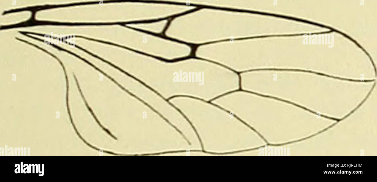 Philippine Insects High Resolution Stock Photography and Images - Alamy