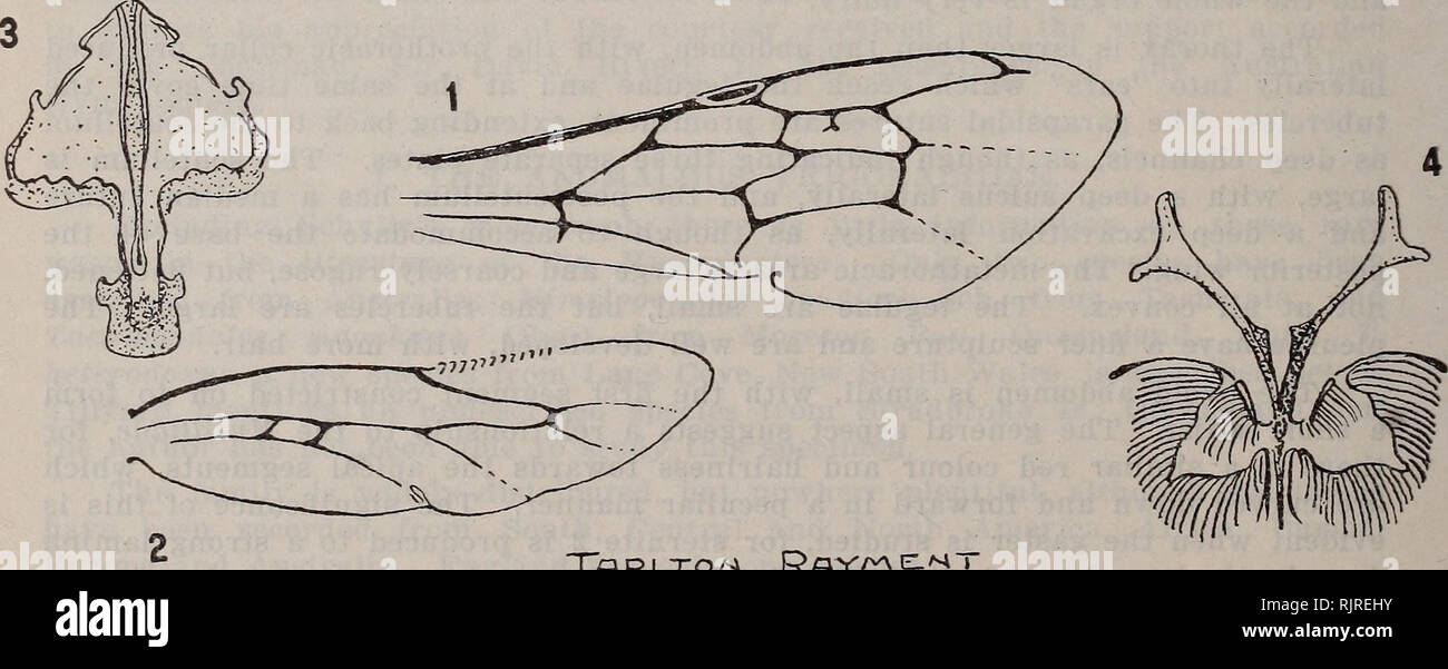 Vestigial structure hi-res stock photography and images - Alamy