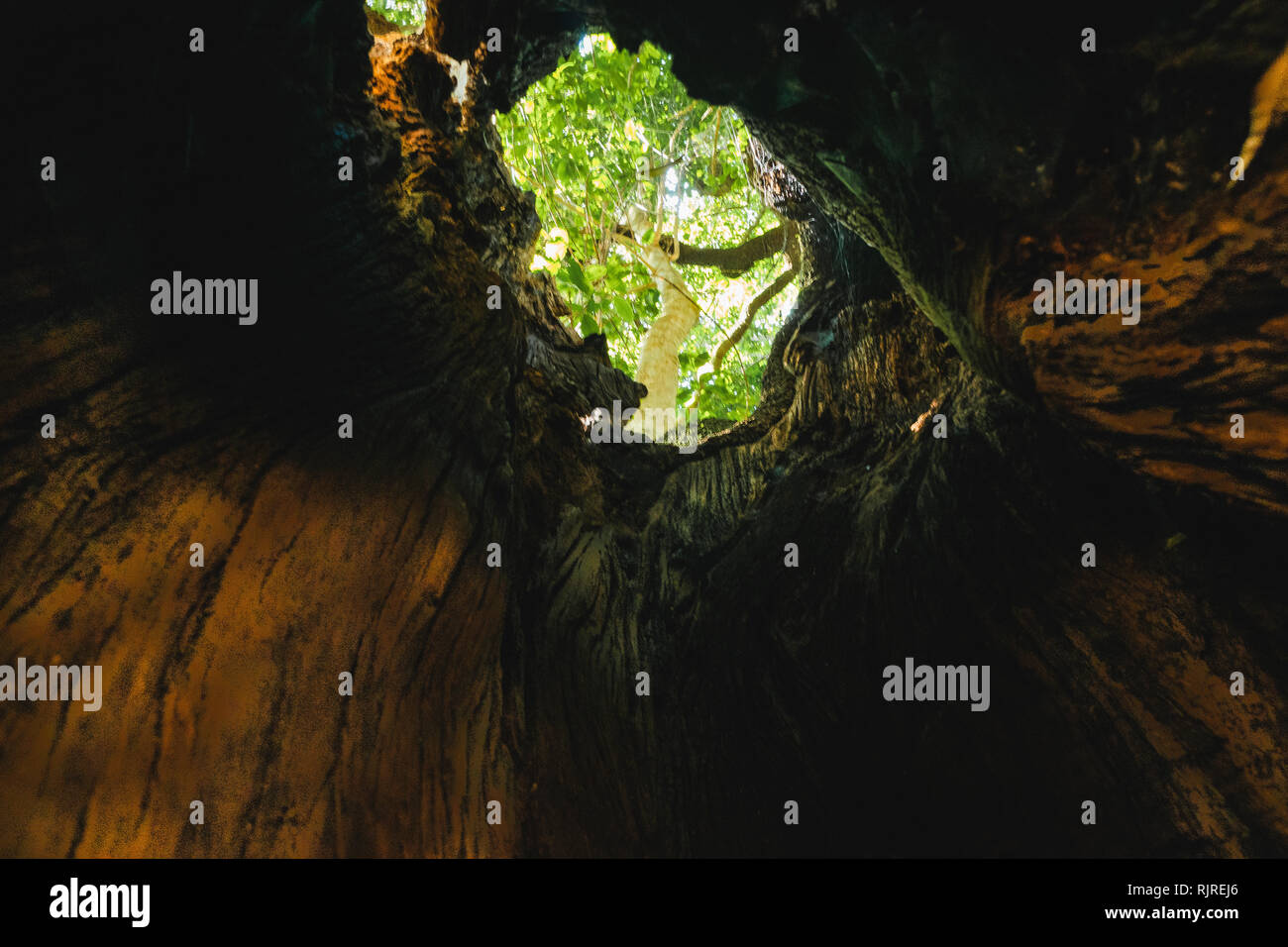 inside the body of a big tree in the rain forest tenerife island Stock ...