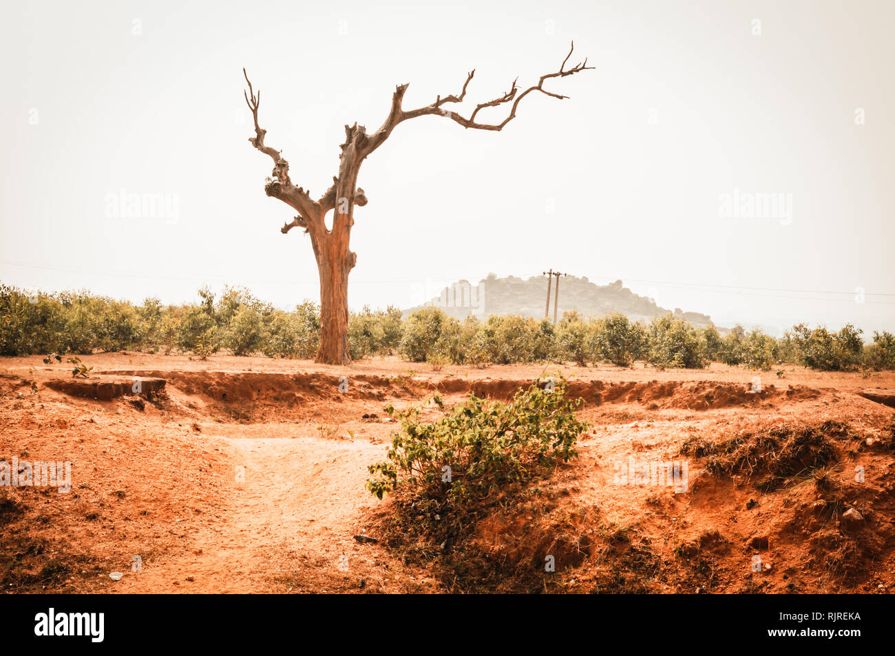 Dead tree with branches and without leaves. Deciduous tree without ...