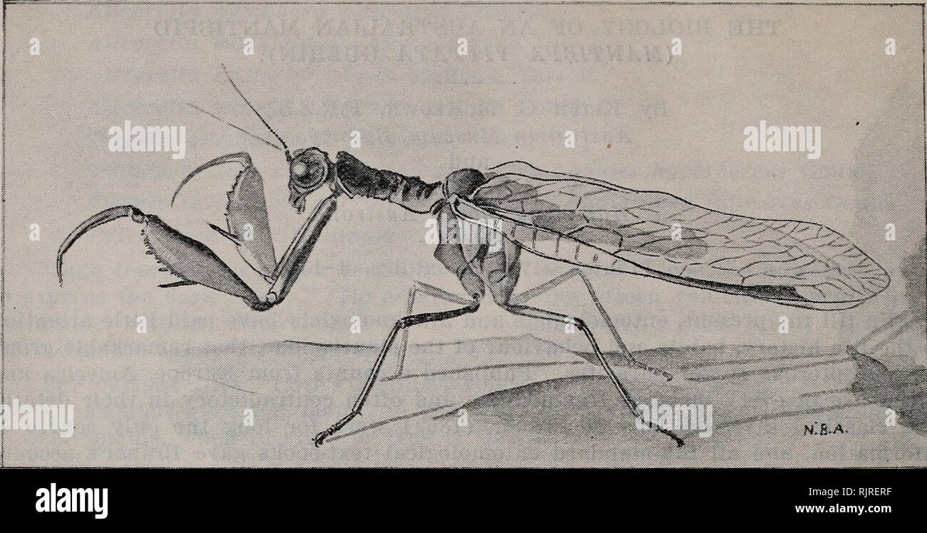 Mantispid hi-res stock photography and images - Alamy