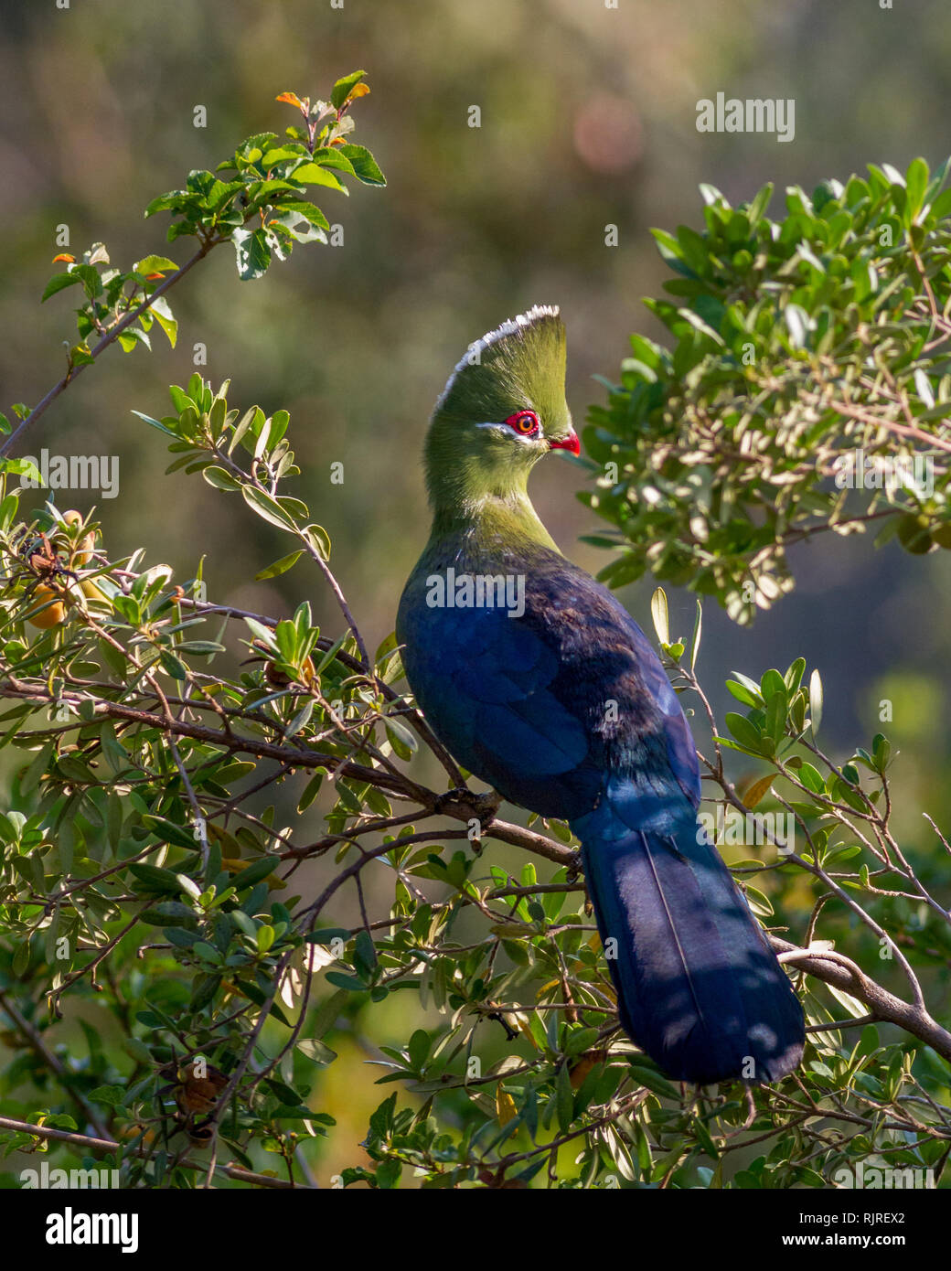 Knysna turaco bird sitting in the sunlight perched in a tree showing ...